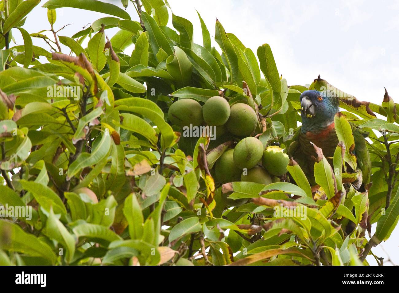 St. Lucia Parrot (Amazona versicolor) adult, feeding on mango ...