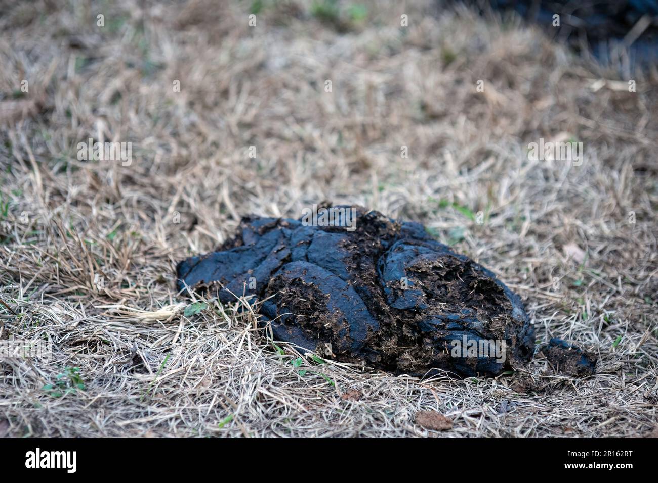 Patty field hi-res stock photography and images - Alamy