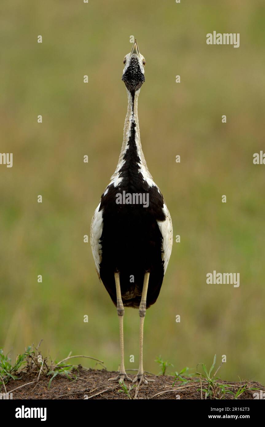 Black-bellied Bustard, black-bellied bustards (Lissotis melanogaster ...