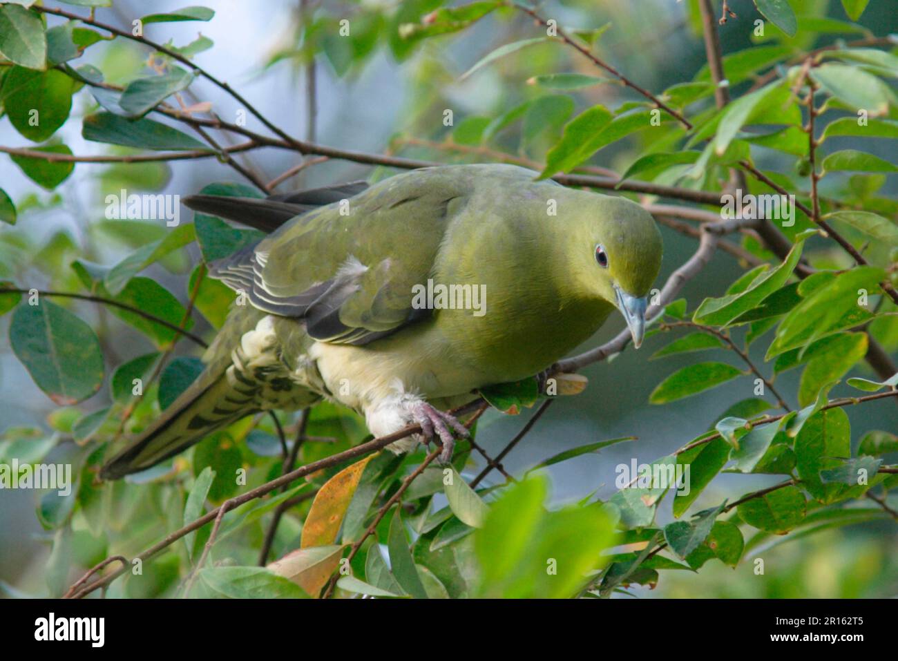White-bellied green pigeon (Treron sieboldii), White-bellied Green ...
