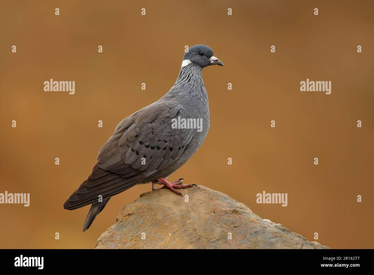 Amhar Pigeon, white-collared pigeon (Columba albitorques), Amhar ...