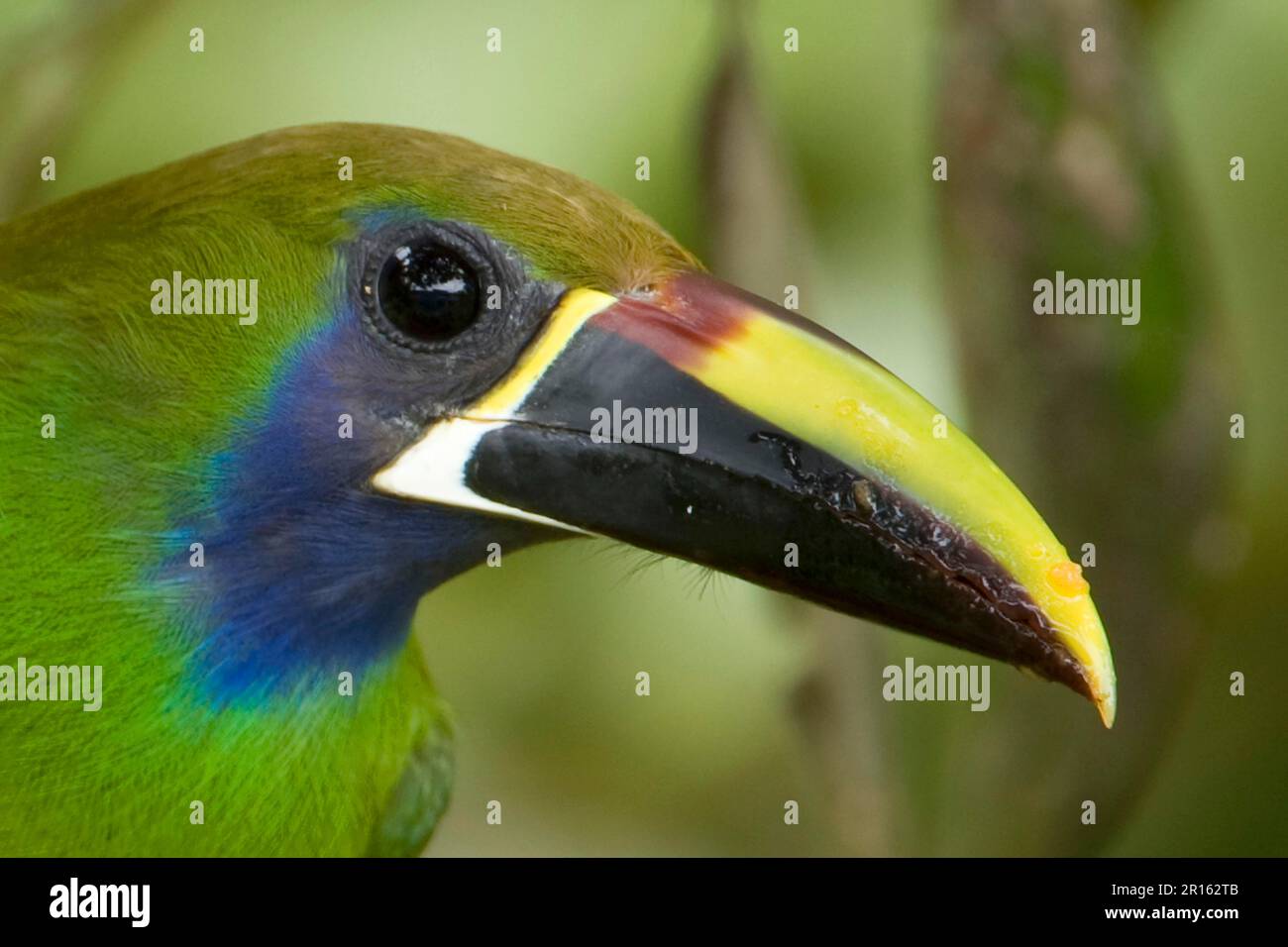 Blue-throated Aracarius (Aulacorhynchus caeruleogularis), adult, close ...