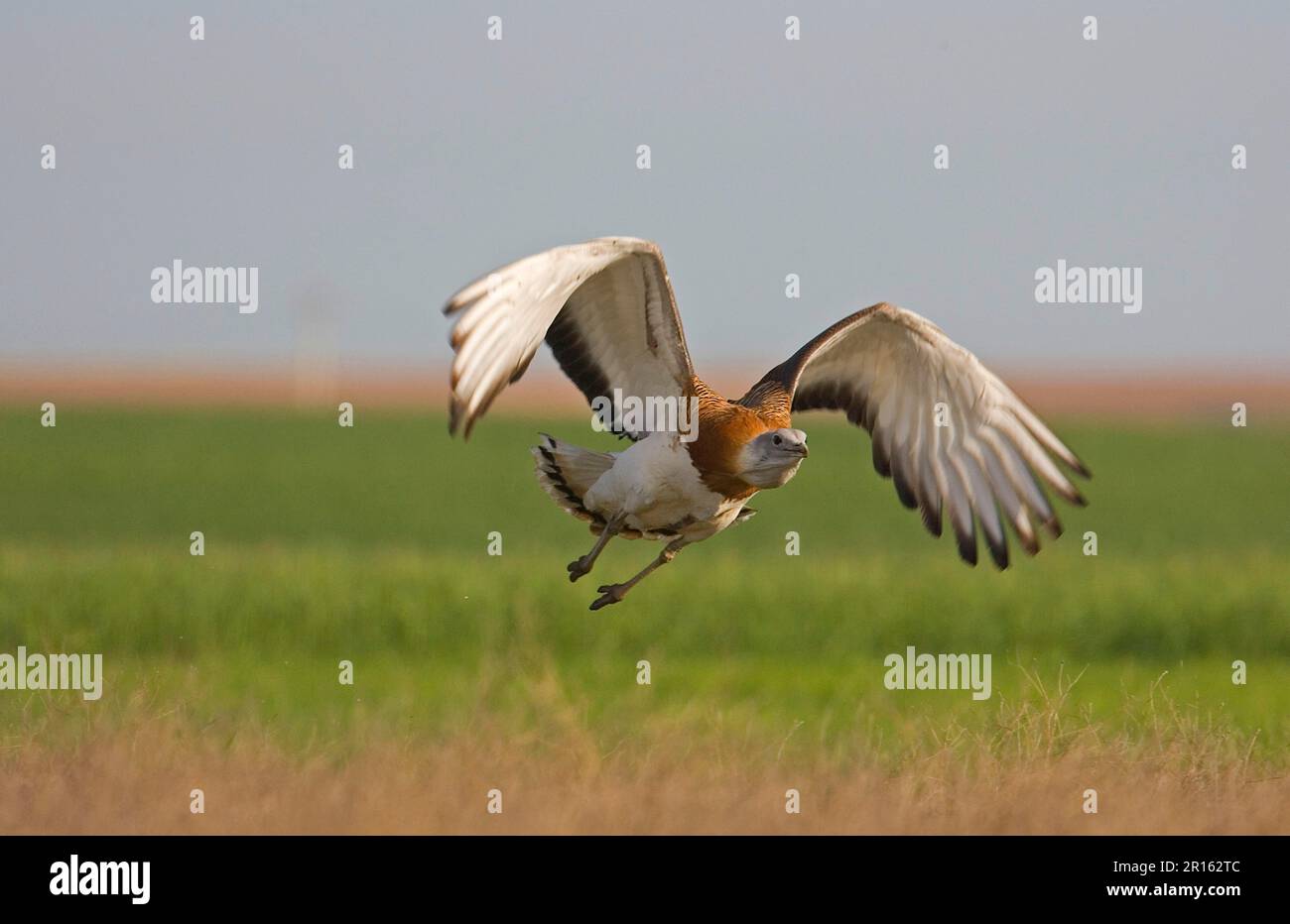 Great bustard (Otis tarda), adult male, in flight, taking off from ...