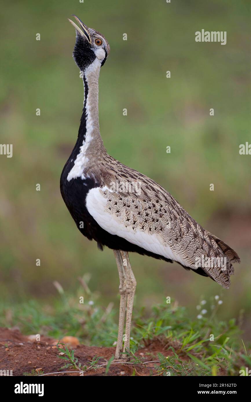 Black-bellied Bustard, black-bellied bustards (Lissotis melanogaster ...