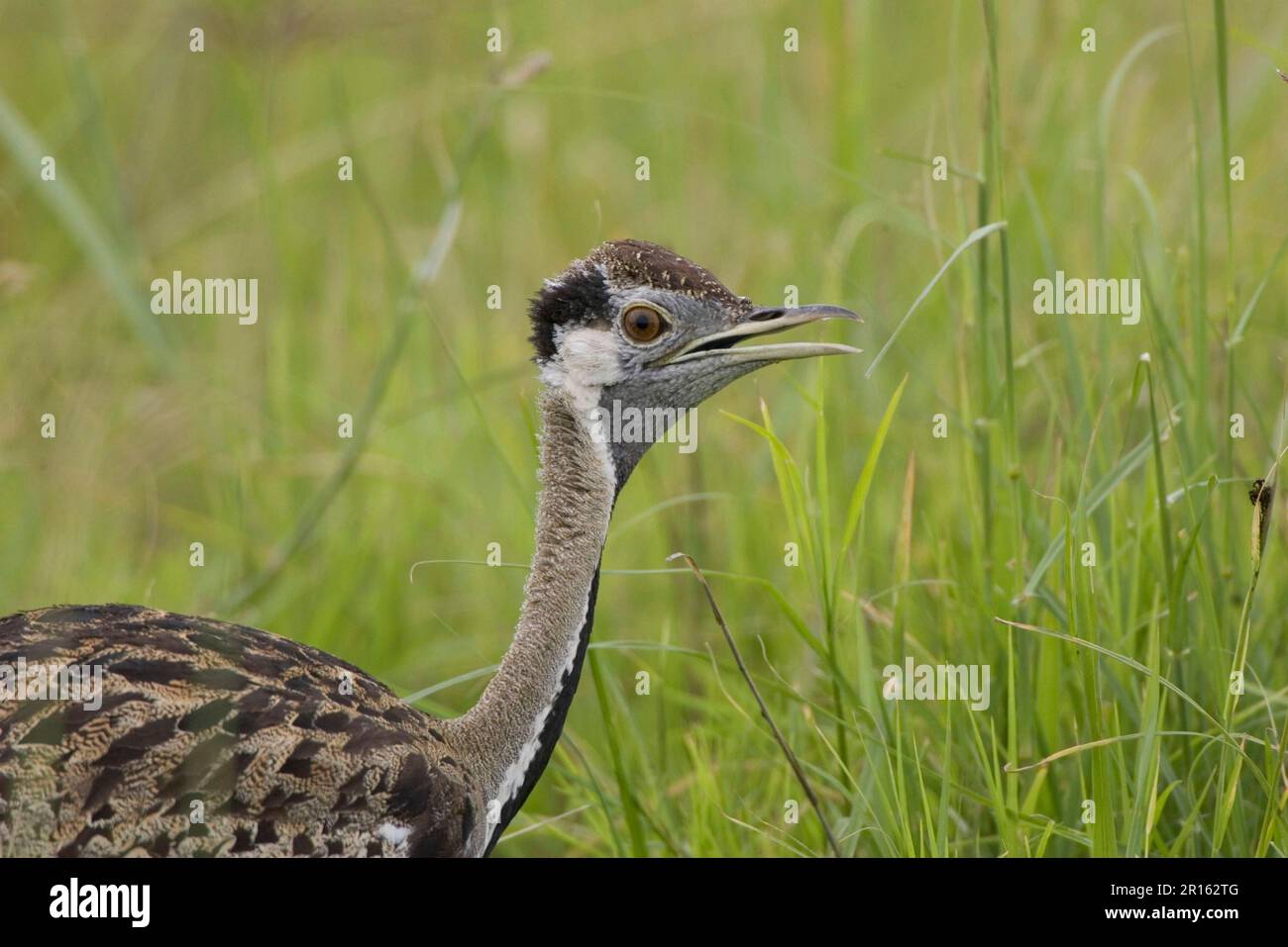 Black-bellied Bustard, black-bellied bustards (Lissotis melanogaster ...