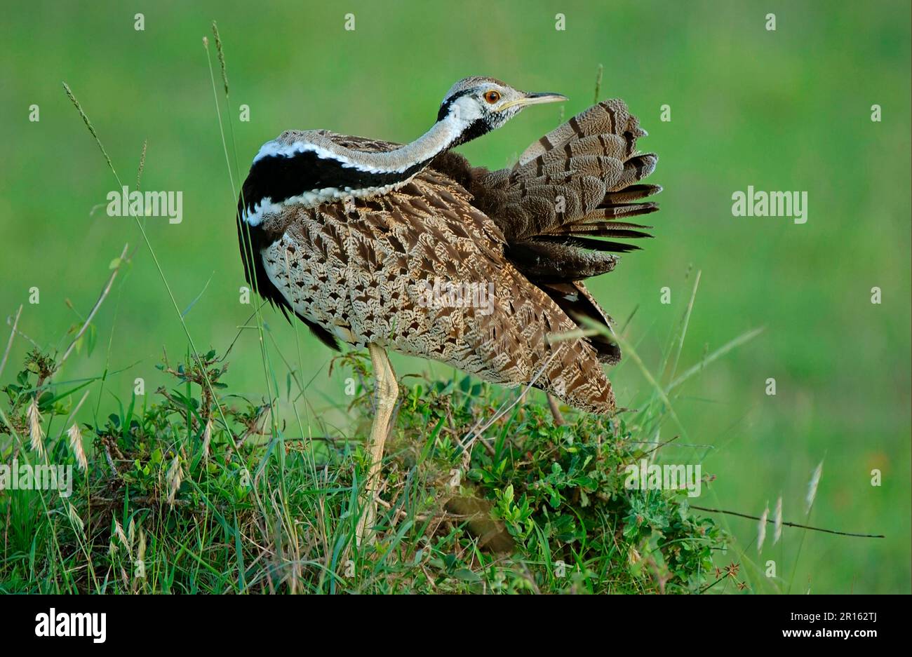 Black-bellied Bustard, black-bellied bustards (Lissotis melanogaster ...