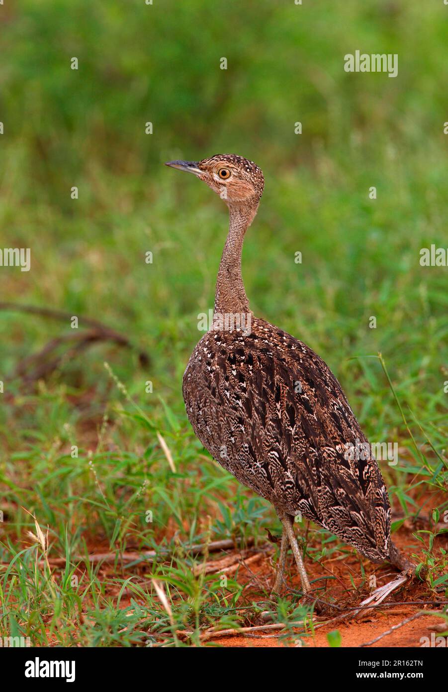 Buff-crested Bustard (Eupodotis ruficrista gindiana) adult, walking ...