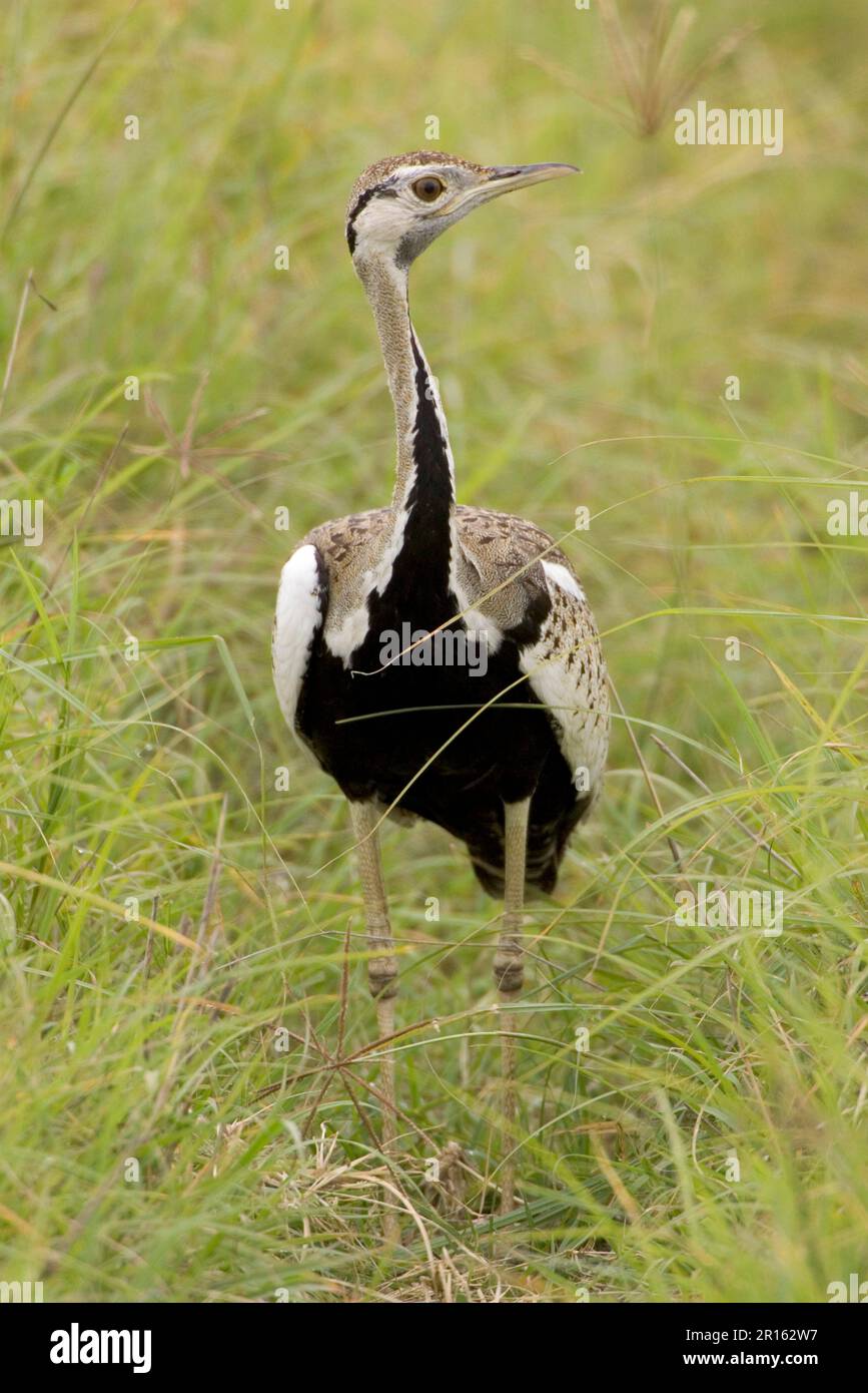 Black-bellied Bustard, black-bellied bustards (Lissotis melanogaster ...