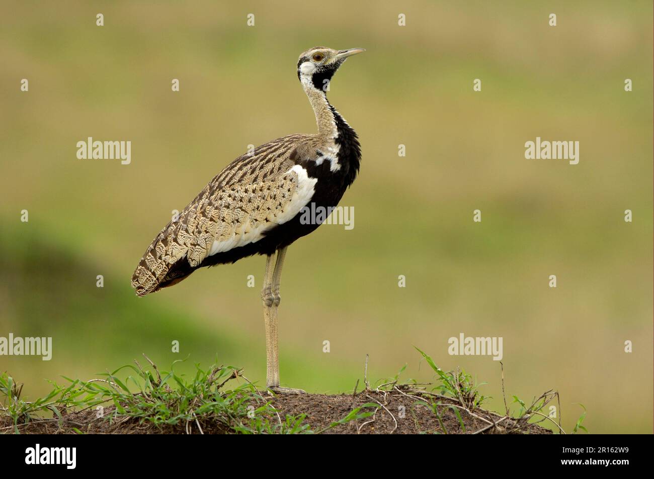 Black-bellied Bustard, black-bellied bustards (Lissotis melanogaster ...