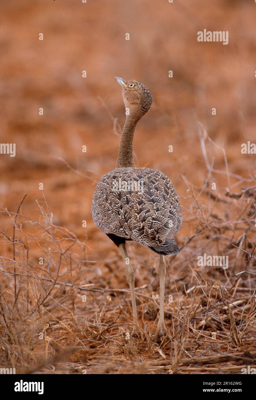 Buff-crested bustard (Eupodotis ruficrista gindiana) Female, Kenya ...