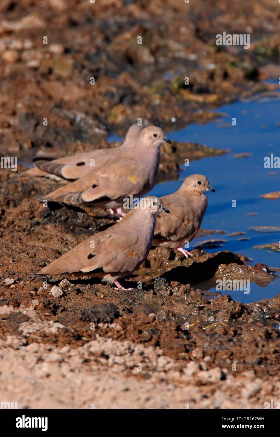 Golden-spotted golden-spotted ground dove (Metriopelia aymara) four ...