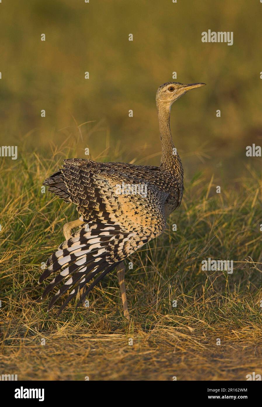 Black-bellied Bustard, black-bellied bustards (Lissotis melanogaster ...