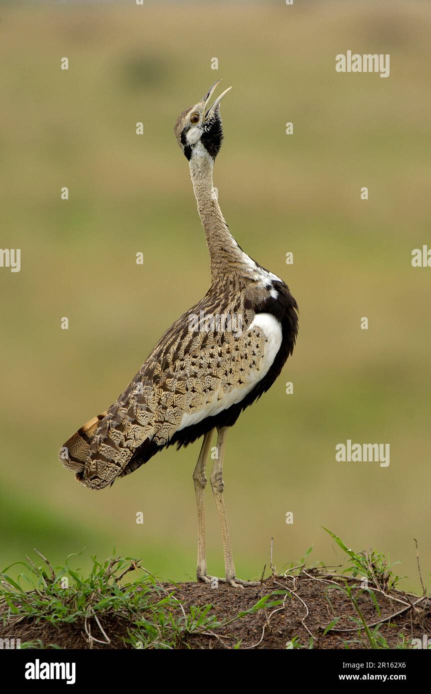 Black-bellied Bustard, black-bellied bustards (Lissotis melanogaster ...
