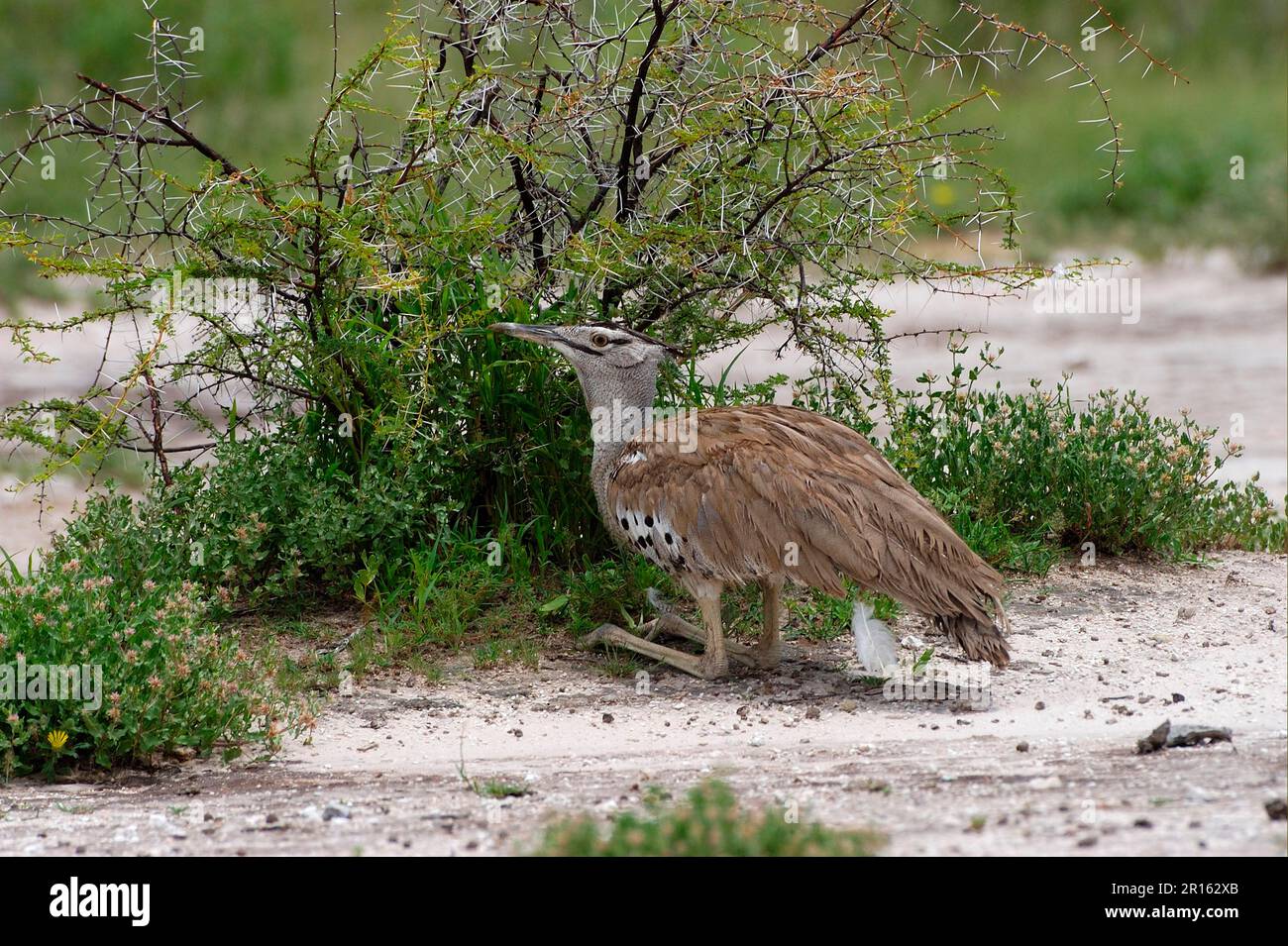 Choreotis kori, Kori Bustard, Kori Bustard, Kori Bustards (Ardeotis ...