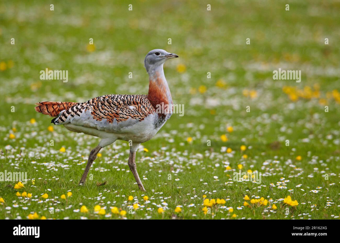 Great bustard young hi-res stock photography and images - Alamy