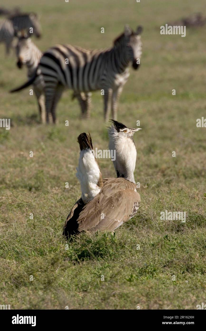 Kori Bustard (Ardeotis kori), male, display, with Zebra's, Serenge ...