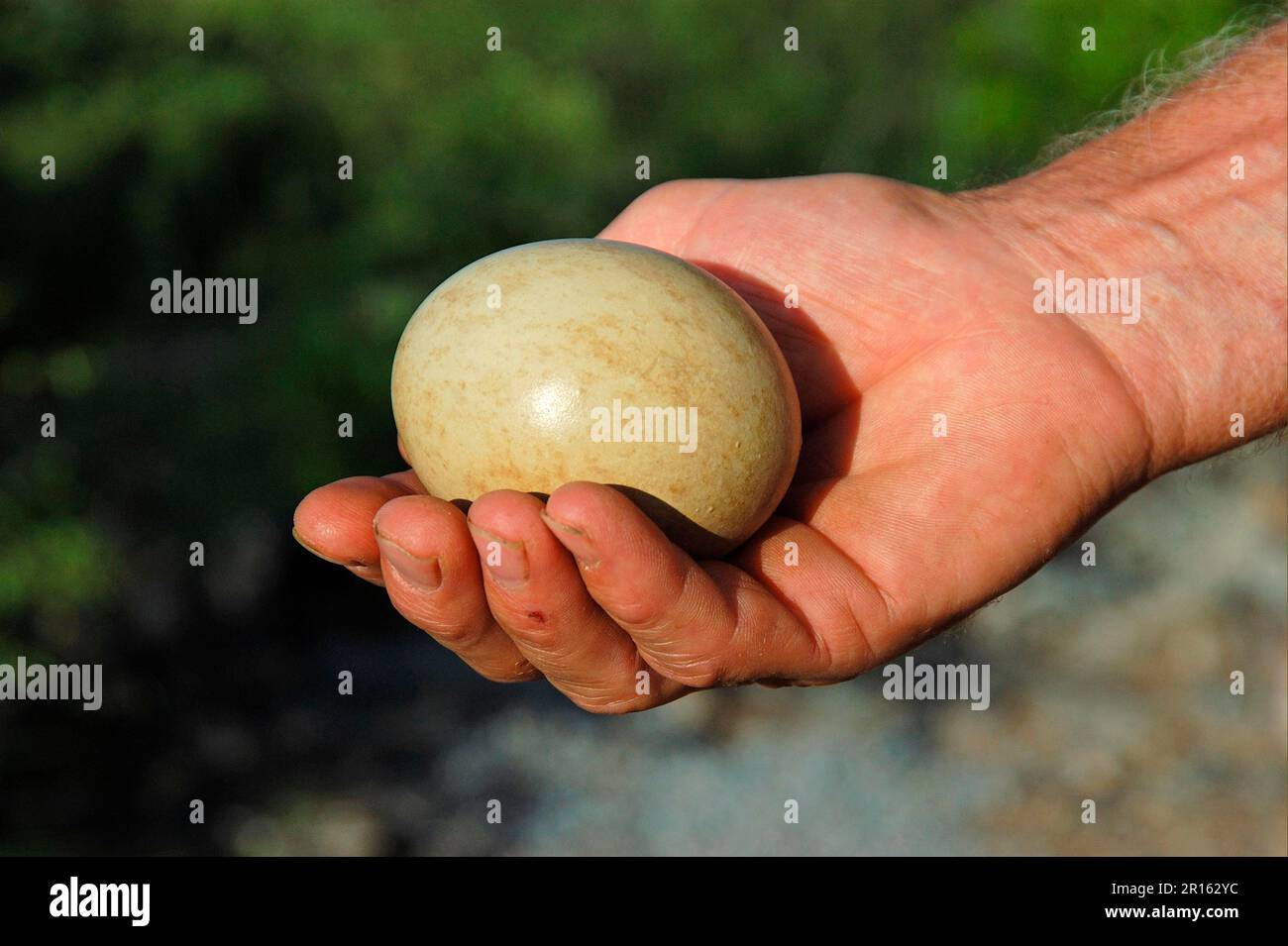 Breeding kori bustard hi-res stock photography and images - Alamy
