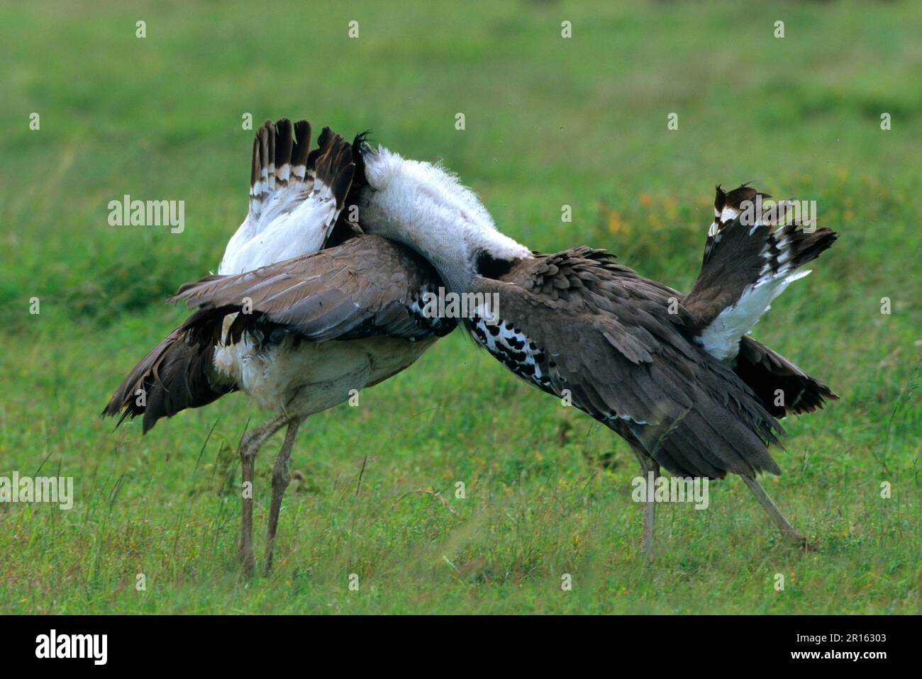 Choreotis kori, Kori Bustard, Kori Bustard, Kori Bustards (Ardeotis ...