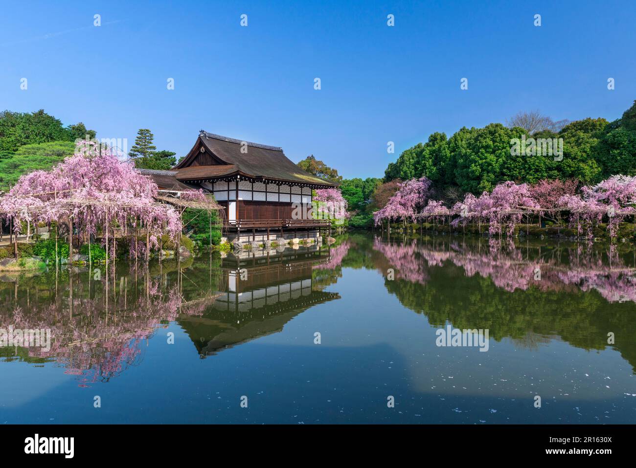 Kyoto and Heianjingu shrine Naomi hall vivid cherry blossoms and blue ...