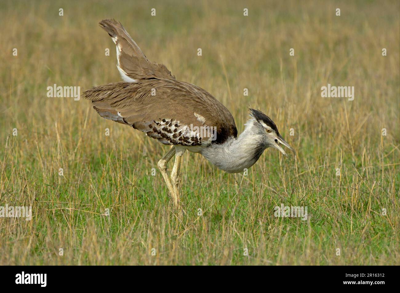 Choreotis kori, Kori Bustard, Kori Bustard, Kori Bustards (Ardeotis ...