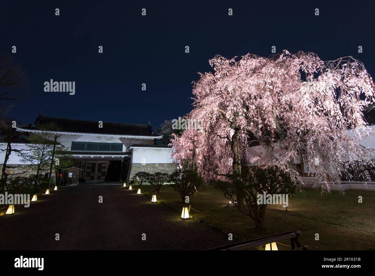 Beautiful illuminated cherry blossoms of Kyoto and Nijo castle Stock ...