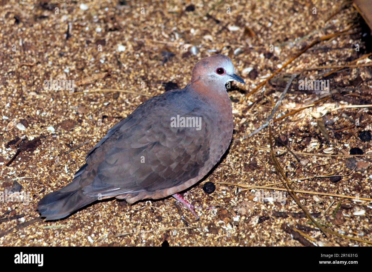 Lemon dove (Aplopelia larvata), Cinnamon doves, Pigeons, Animals, Birds ...