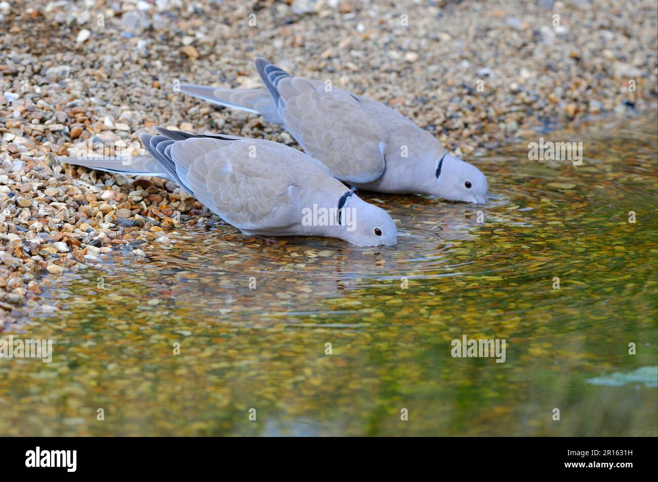 Eurasian collared doves (Streptopelia decaocto), pigeons, animals ...