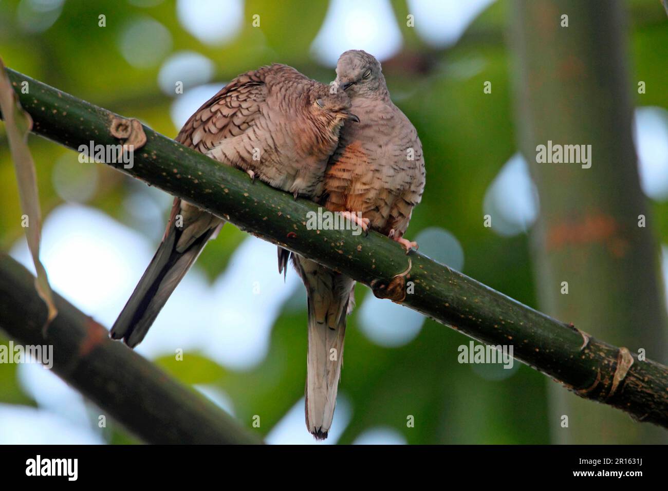 Inca pigeon hi-res stock photography and images - Alamy
