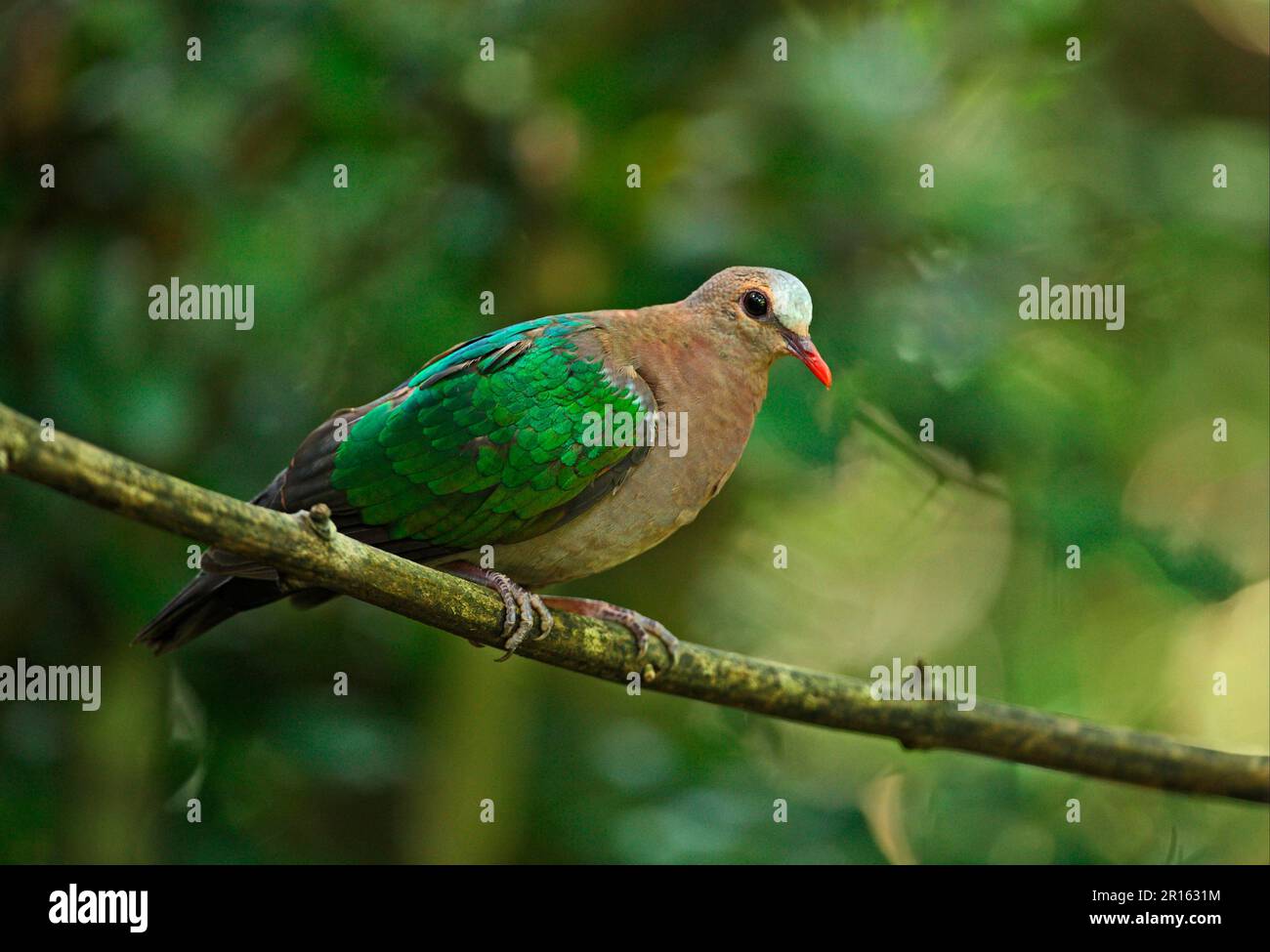 Green-winged Dove, Glossy Dove, Emerald Dove, Green-winged Doves ...