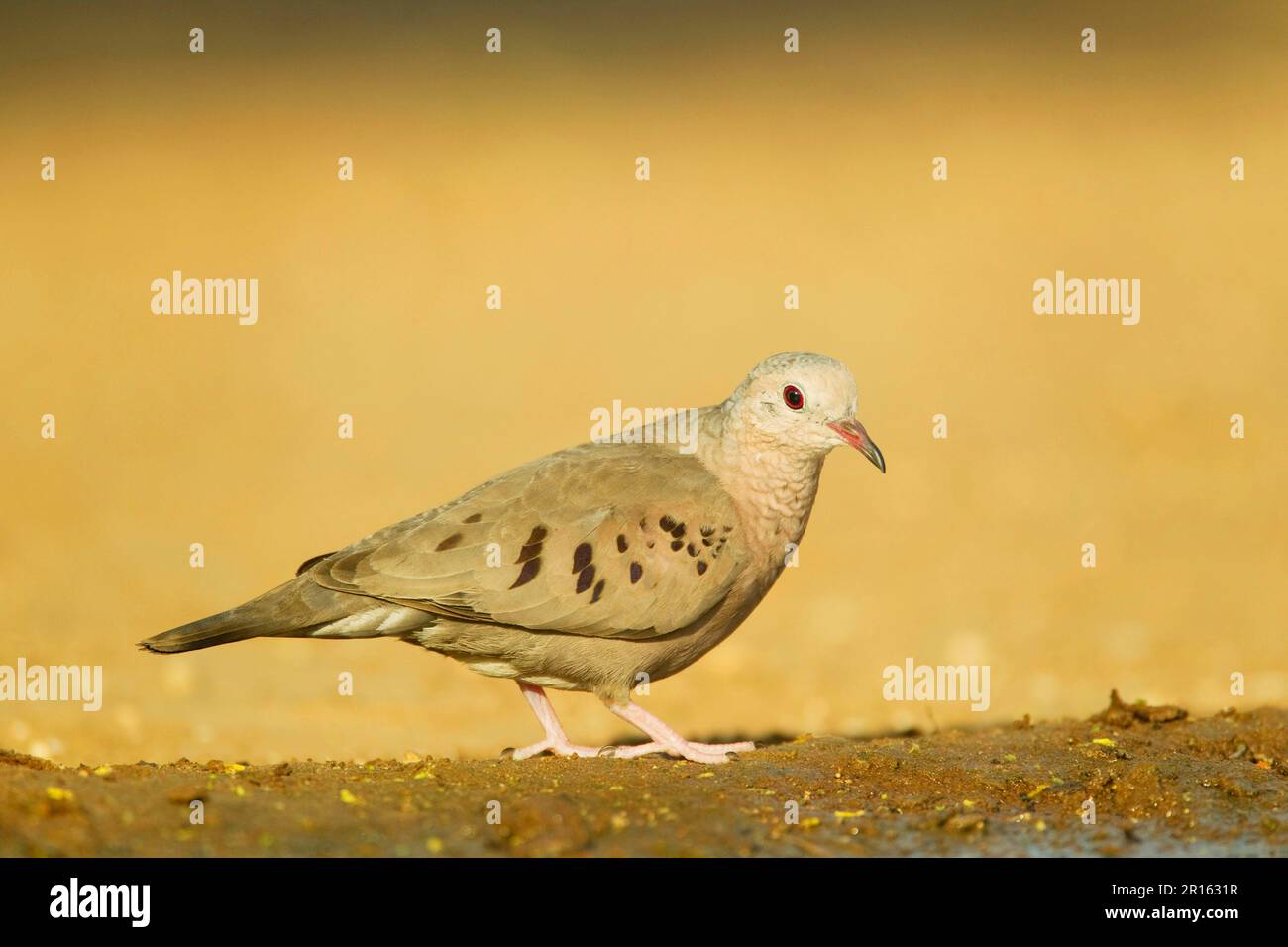 Common Ground-dove (Columbina passerina) adult, standing at edge of ...