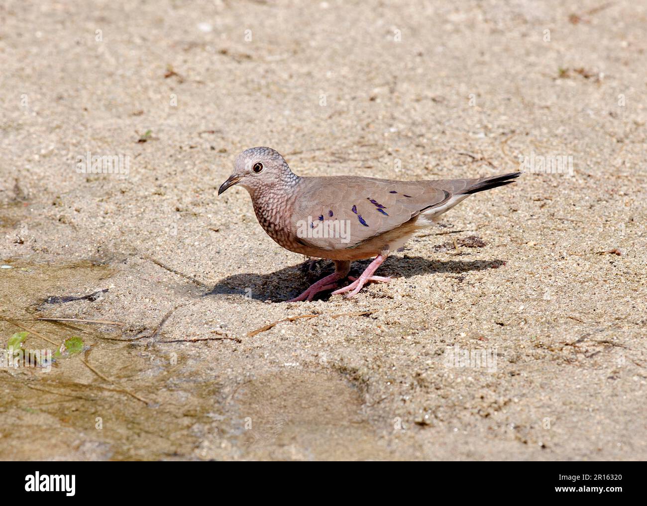 Common common ground dove (Columbina passerina) adult male, scratching ...