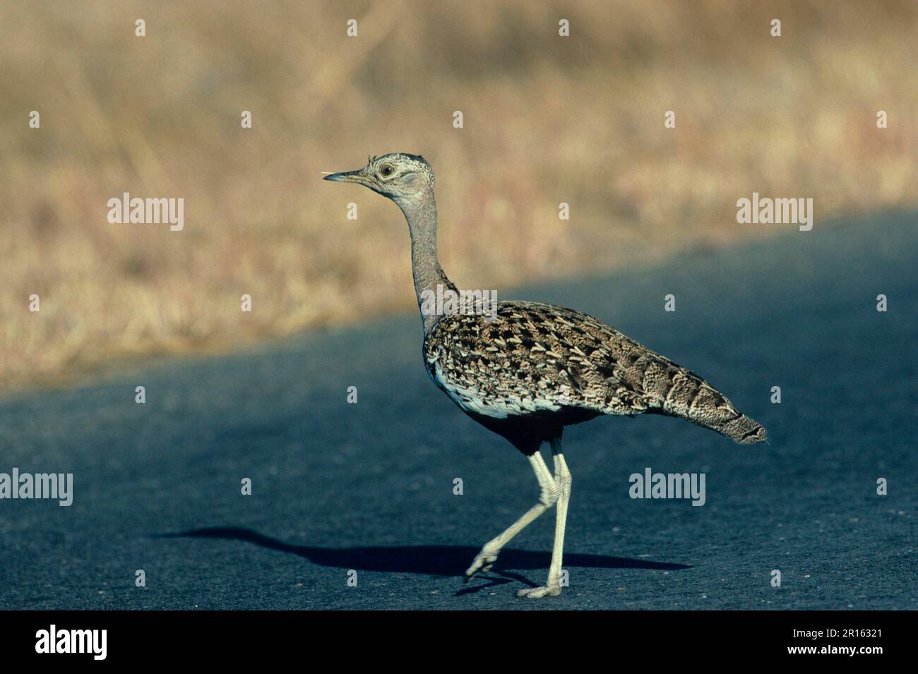 Redcrested bustards hi-res stock photography and images - Alamy