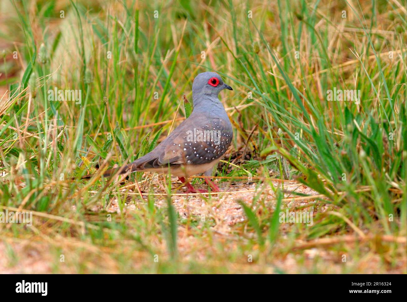 Diamond diamond dove (Geopelia cuneata) immature male moulting into ...