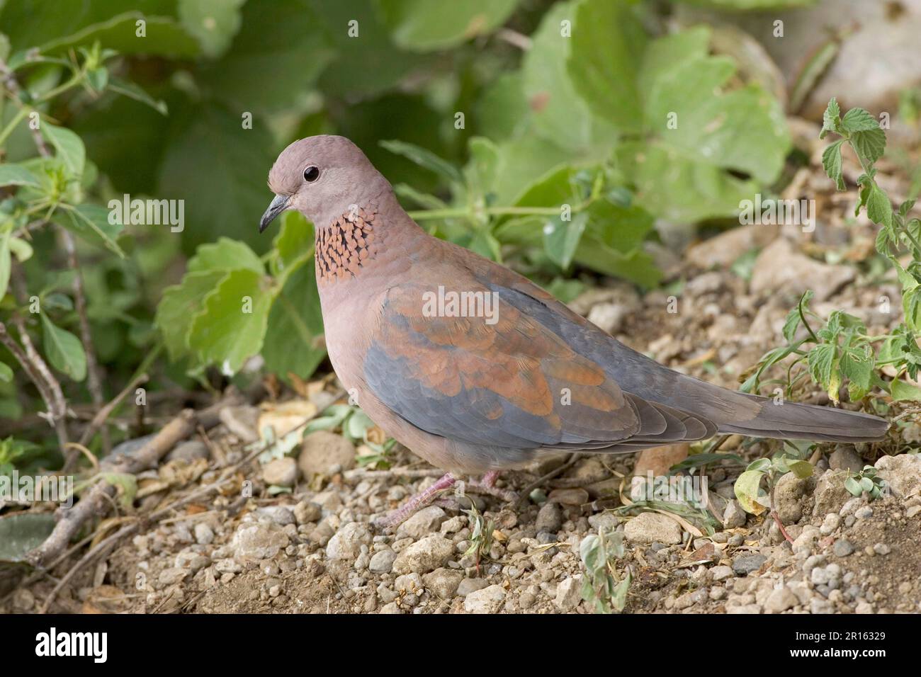 Palm Dove, Palm Doves, Senegal Dove, laughing doves (Streptopelia ...