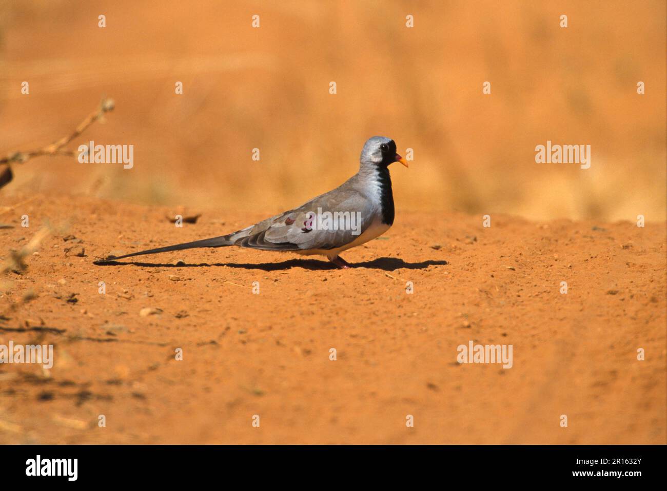 Namaqua dove (Oena capensis), Cape Pigeon, Pigeons, Animals, Birds ...