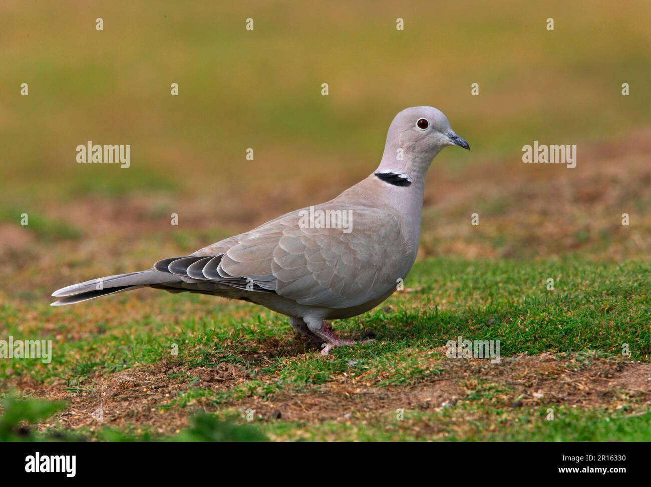 Eurasian collared doves (Streptopelia decaocto Stock Photo - Alamy