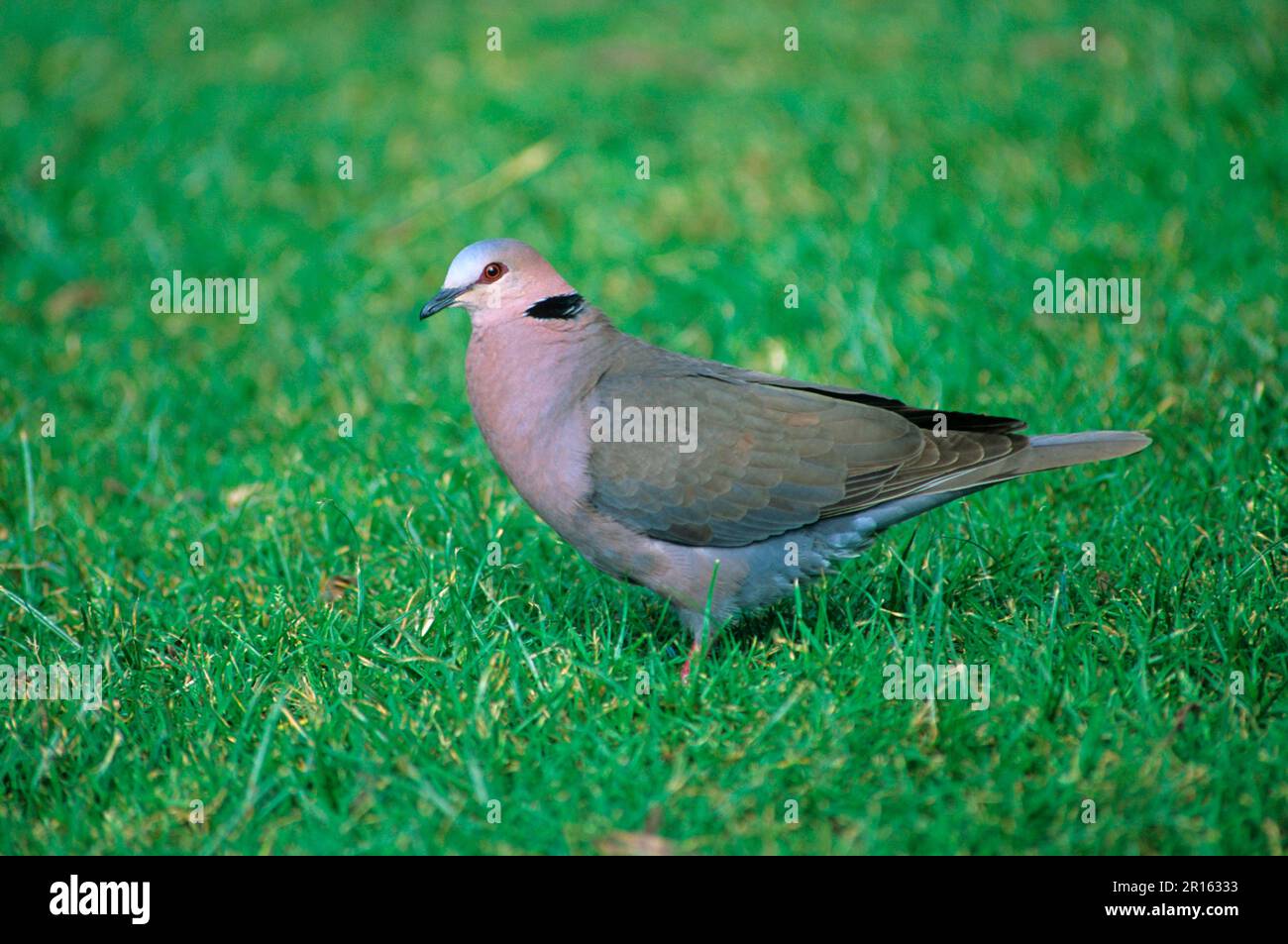 Red-eyed Dove, Red-eyed Doves (Streptopelia semitorquata), pigeons ...