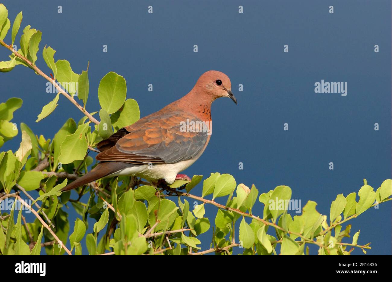 Palm Dove, Palm Doves, Senegal Dove, laughing doves (Streptopelia ...