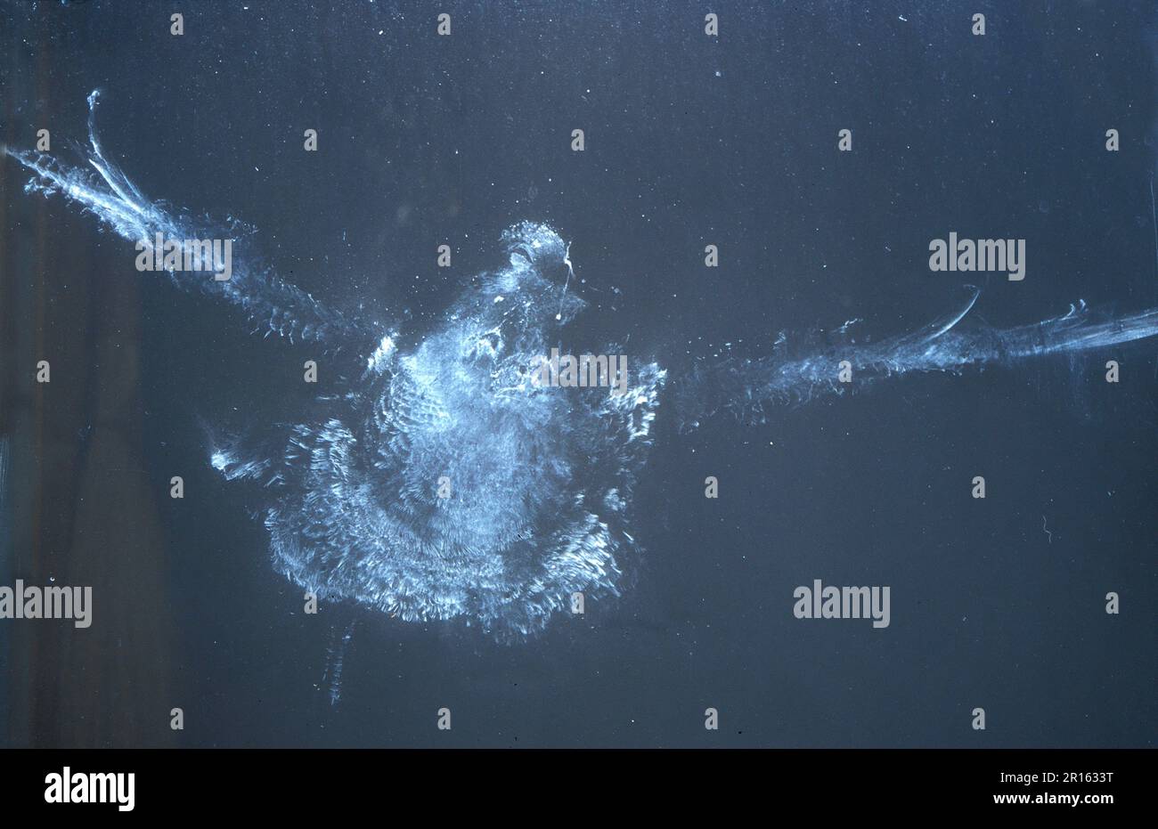 Eurasian Collared Dove (Streptopelia decaocto) powder down print caused ...