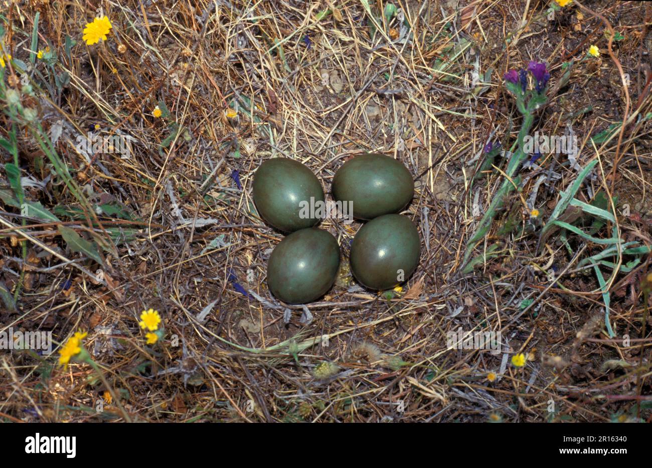 Little bustards (Tetrax tetrax), Animals, Birds, Bustards, Little ...