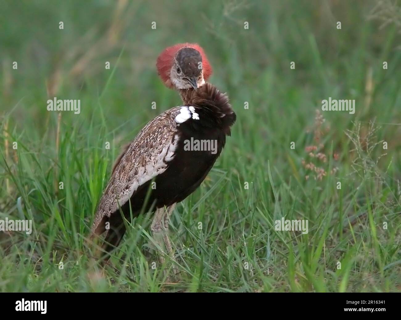 Red-crested korhaans (Lophotis ruficrista), Animals, Birds, Bustards ...