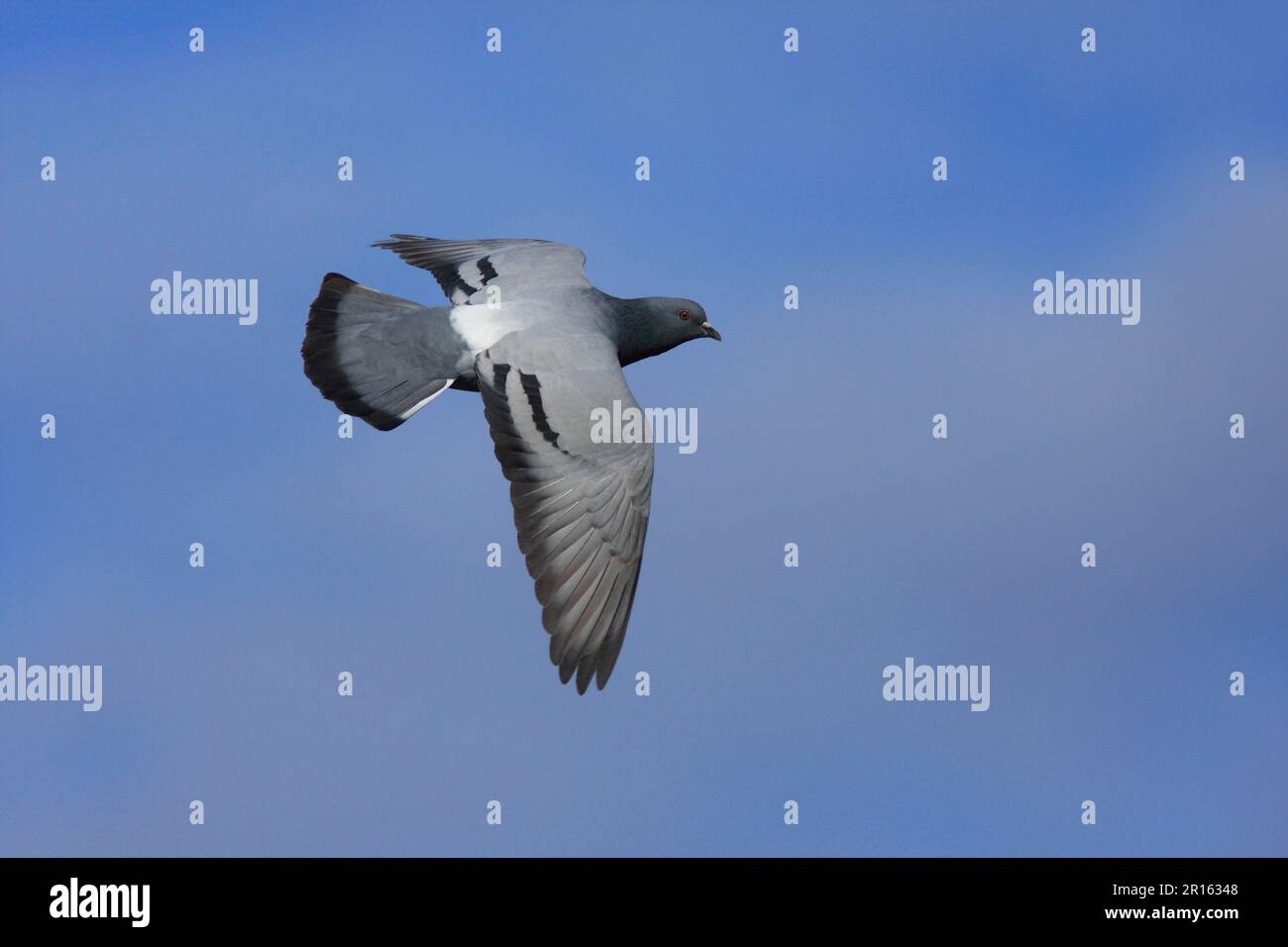 Rock Dove, rock doves (Columba livia), Pigeons, Animals, Birds, Rock ...