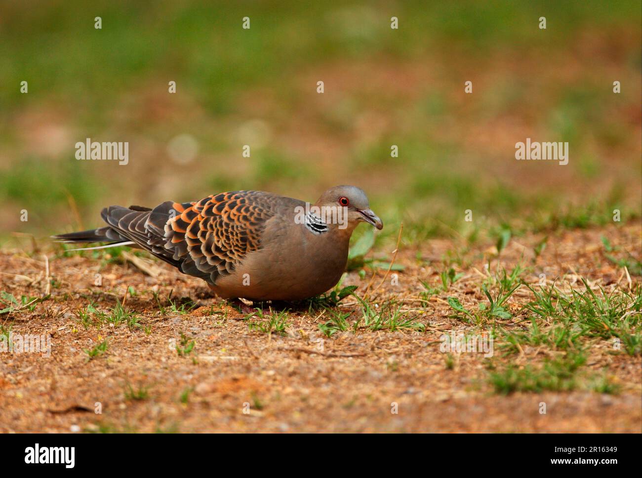 Oriental turtle dove (Streptopelia orientalis), Mountain Turtle Dove ...