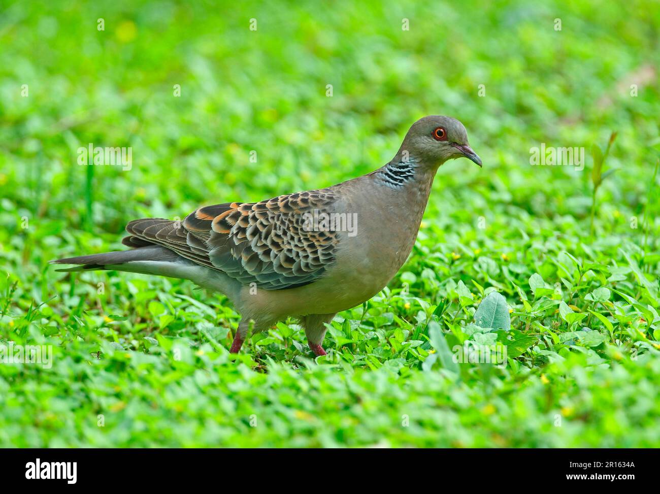 Oriental Turtle-dove, Oriental Turtle-doves, pigeons, animals, birds ...