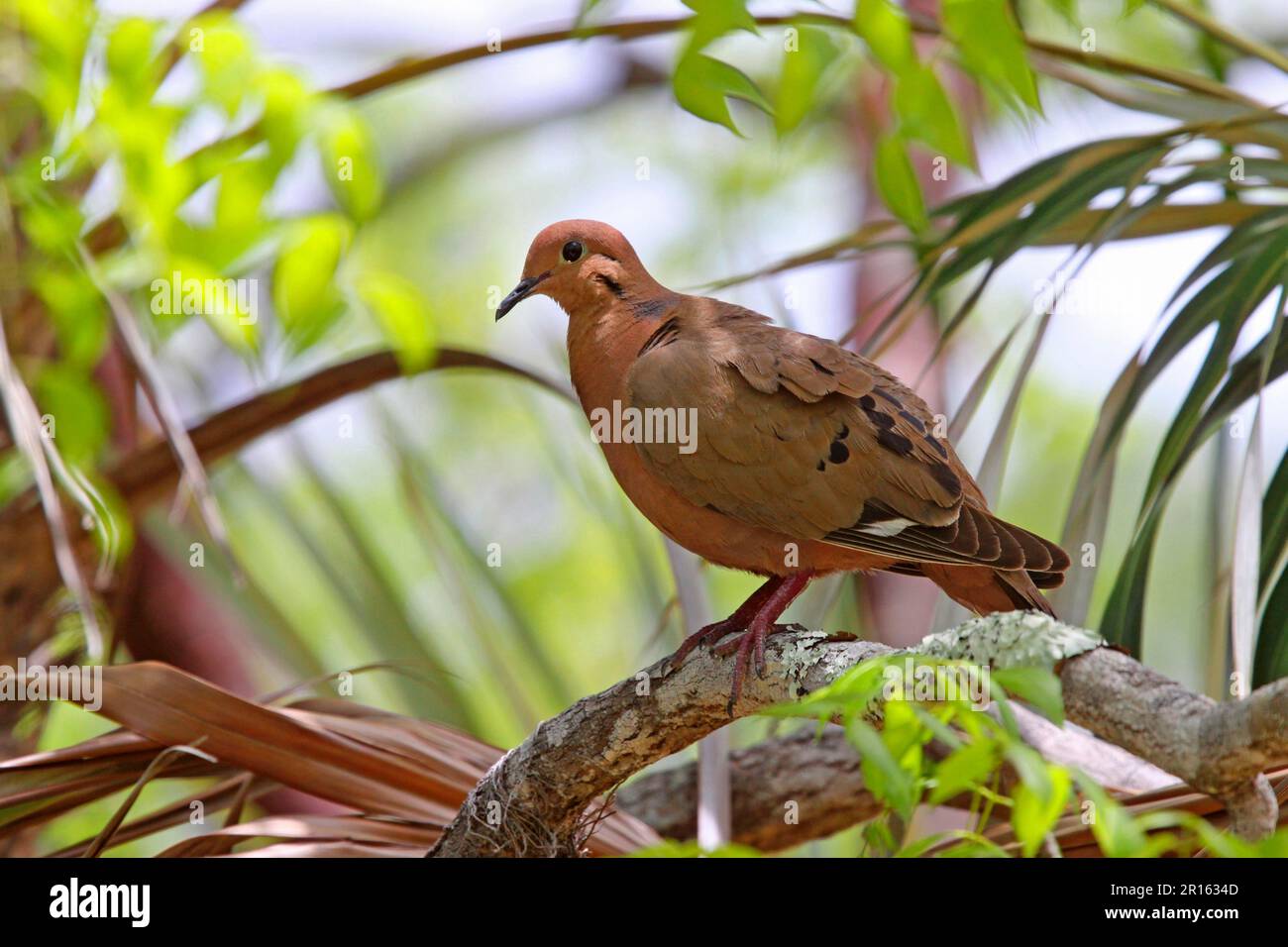 Zenaida dove (Zenaida aurita), coastal doves, pigeons, animals, birds ...