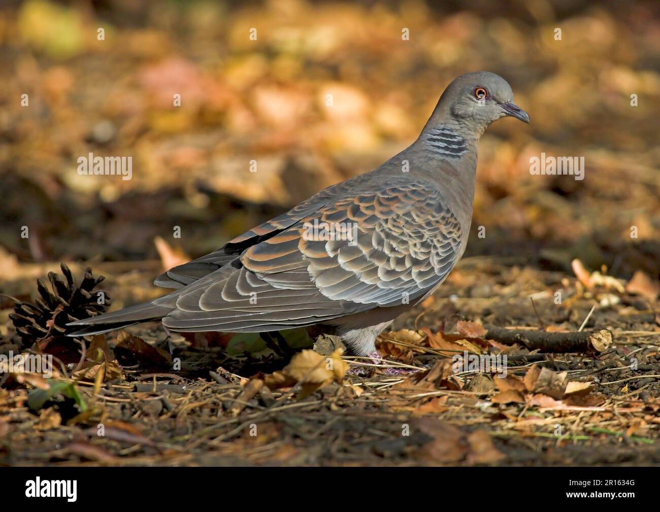 Oriental Turtle-dove, Oriental Turtle-doves, pigeons, animals, birds ...