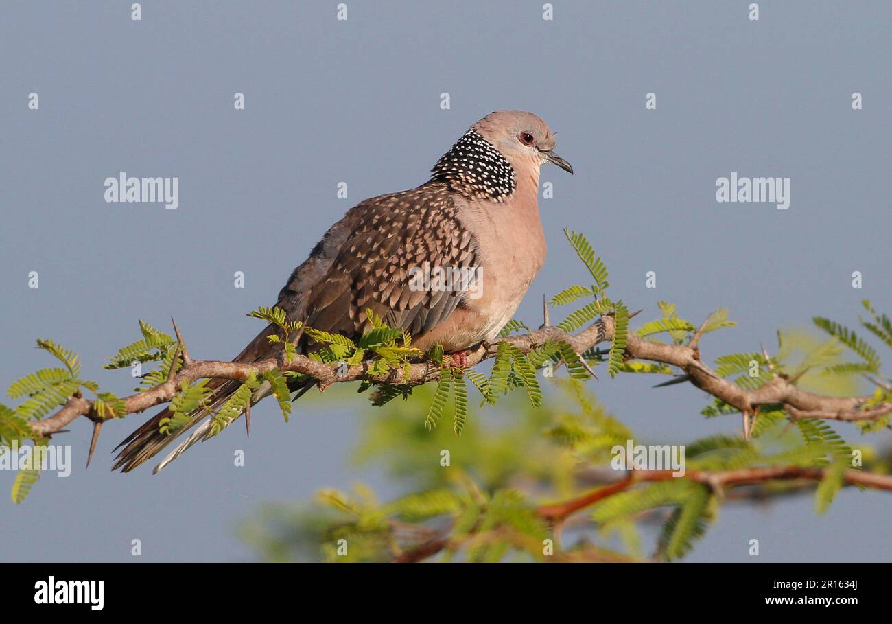 Pearl-necked Dove, Pearl-necked Doves, Pigeons, Animals, Birds, Spotted ...