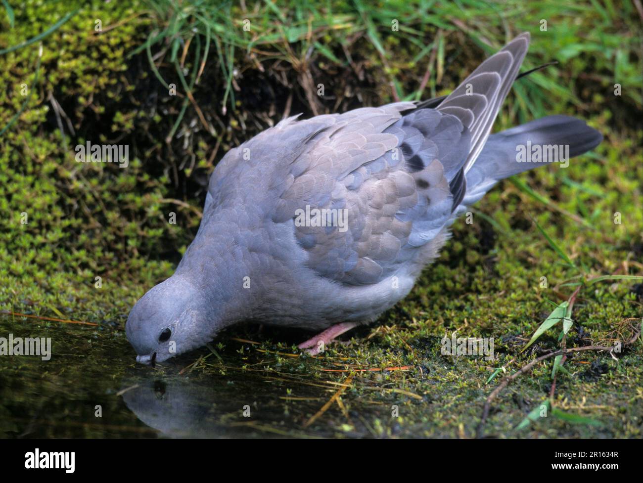 Dove fledgling hi-res stock photography and images - Alamy