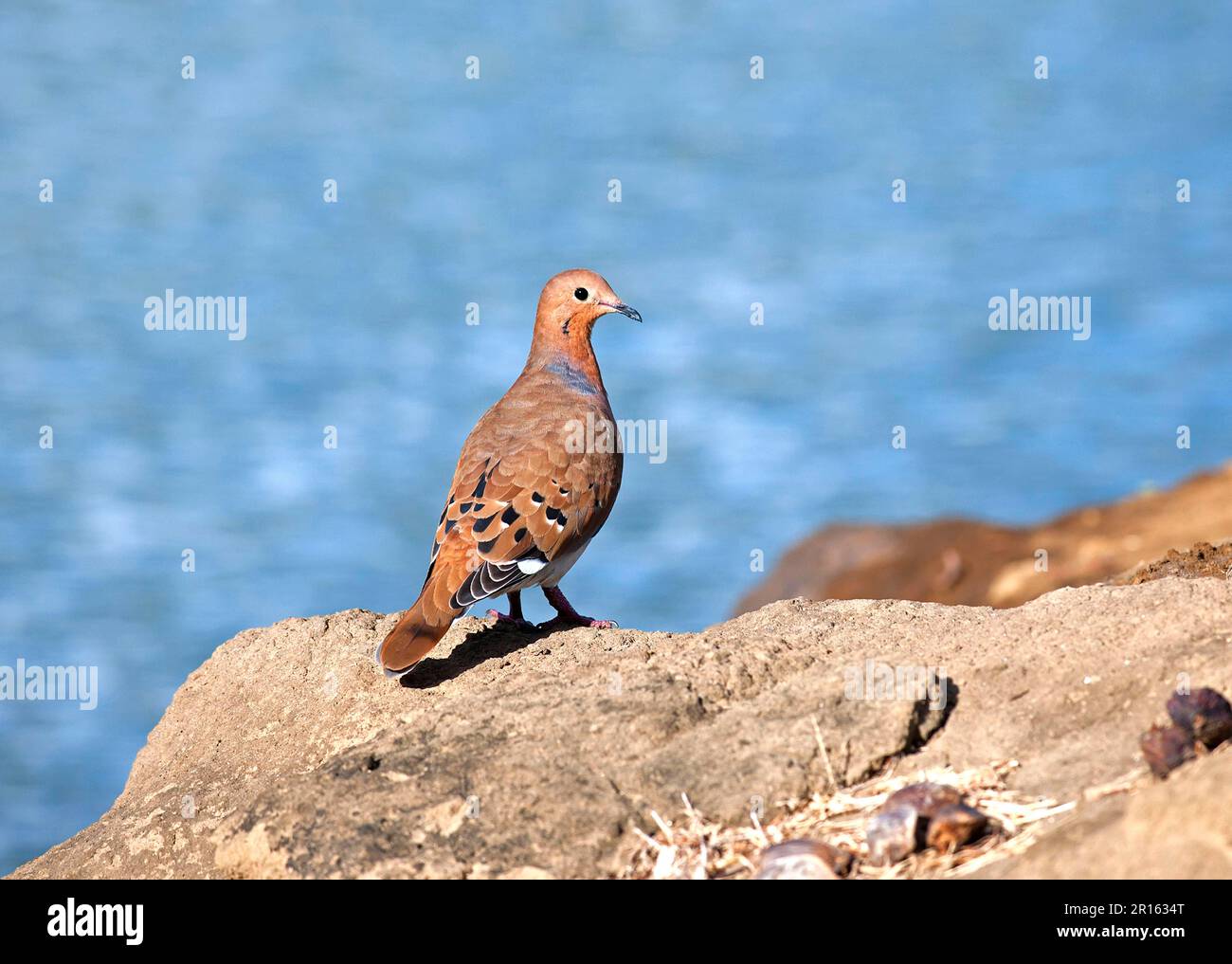 Zenaida dove hi-res stock photography and images - Alamy