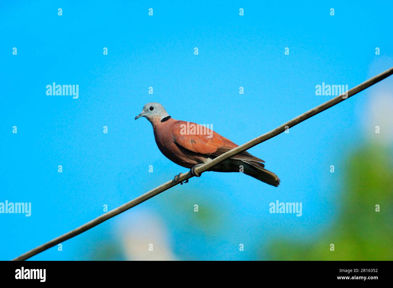 Dwarf laughing pigeons hi-res stock photography and images - Alamy